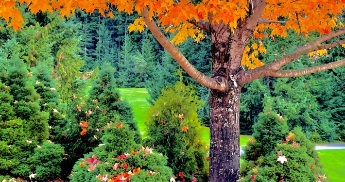 Home - South Whidbey Parks and Recreation Department