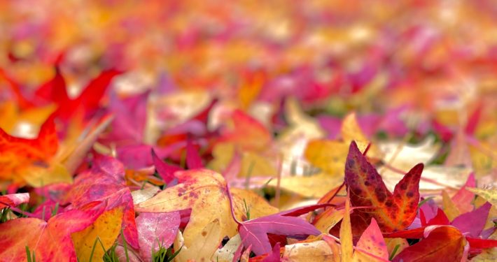 Home - South Whidbey Parks and Recreation Department